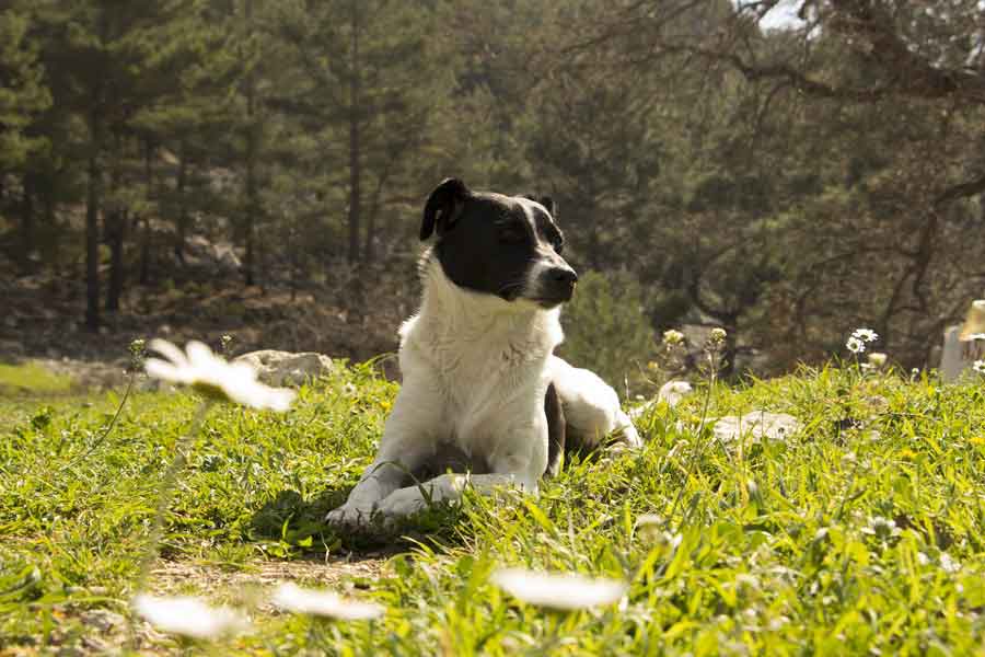 Ostéopathie équine et canine ・ Oostéo