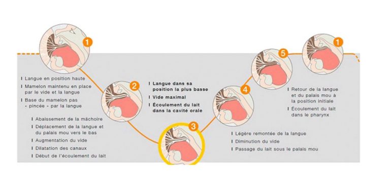 Ostéopathie et troubles de la succion ・ Oostéo