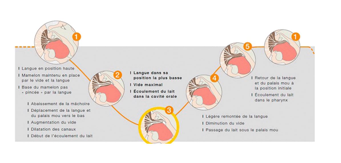 Ostéopathie et troubles de la succion ・ Oostéo